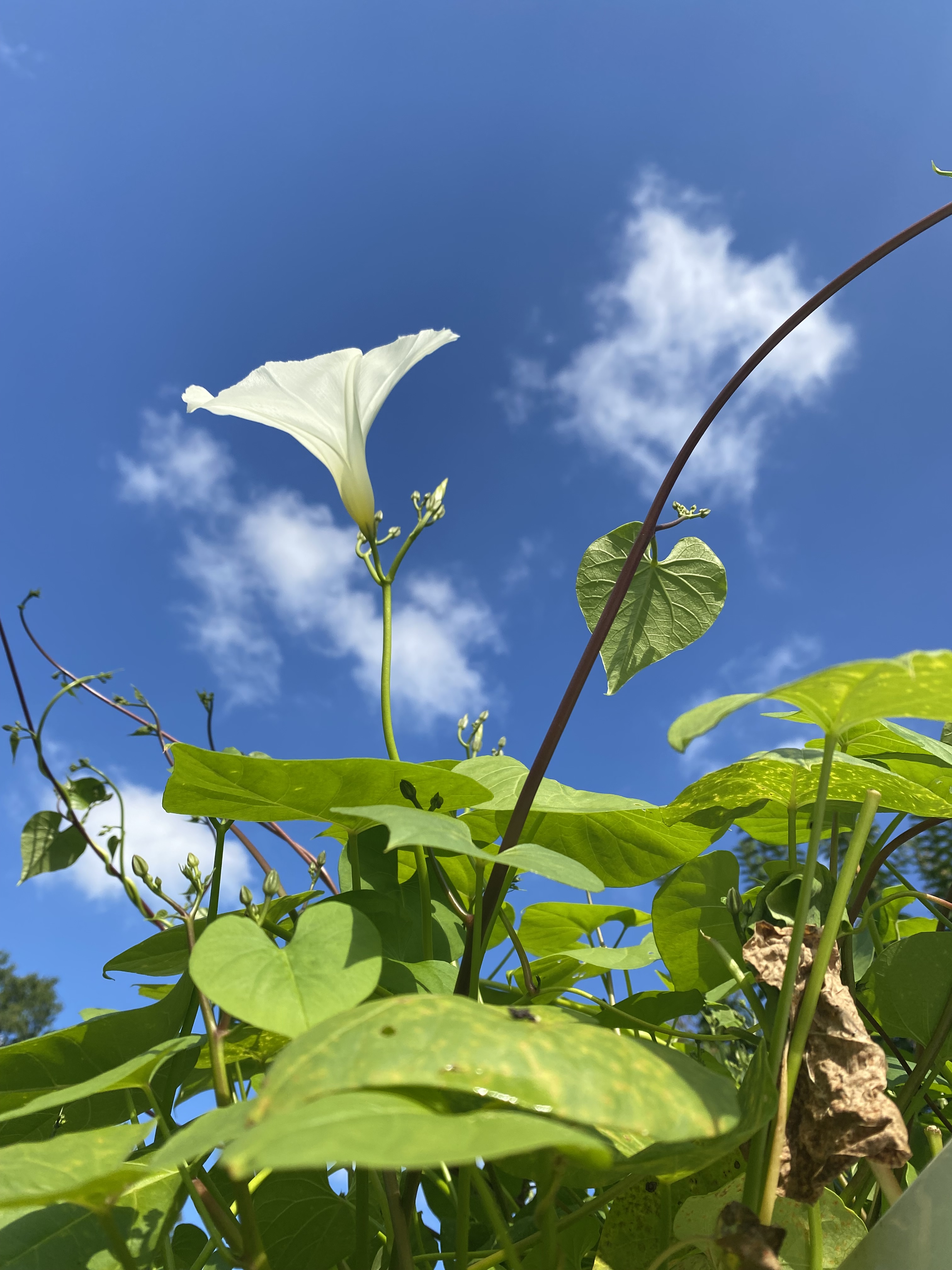 Wait on the Lead | Connie Rosser Riddle