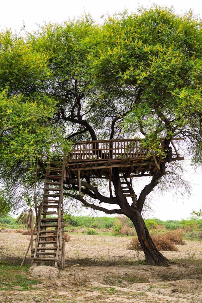 Sheltering Trees | Connie Rosser Riddle